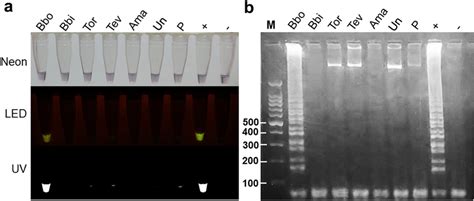 Specificity Of Lamp Reactions The Potential Cross Amplification Of The