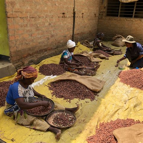 Process Of Producing Cocoa Beans Meridian Cacao Co