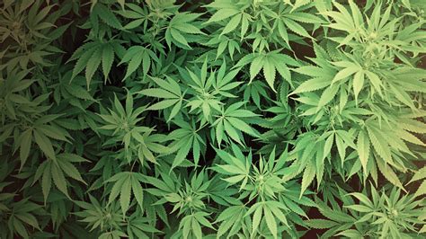 The Difference Between Hemp And Cannabis Edibles Magazine