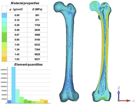Material Properties Of The Inhomogeneous Femur The Femur Was Divided Download Scientific