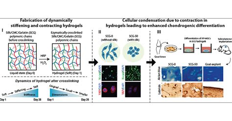 Bioinspired Injectable Hydrogels Dynamically Stiffen And Contract To