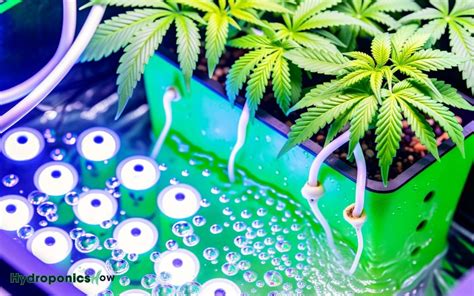 full guide easy way to clone weed plants hydroponically