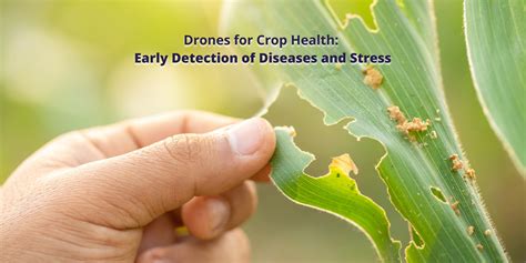 Drones For Crop Health Early Detection Of Diseases And Stress