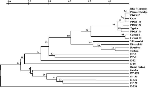 dendrogram generated after upgma using aflpbased genetic distance