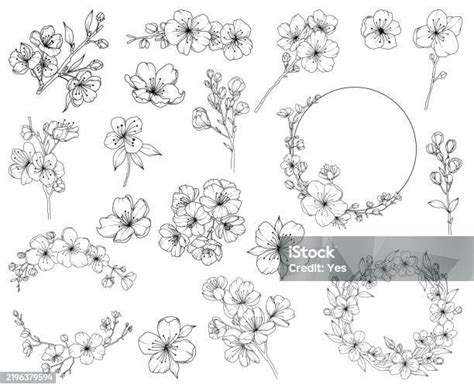 봄 벚꽃 꽃 가지 및 프레임 손으로 그린 식물 라인 드로잉 결혼식 로고 광고 포장에 대 한 벡터 꽃 라인 아트 일러스트 컬렉션