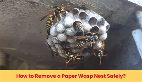 How To Remove A Paper Wasp Nest Safely Step By Step Guide For Wasp Control