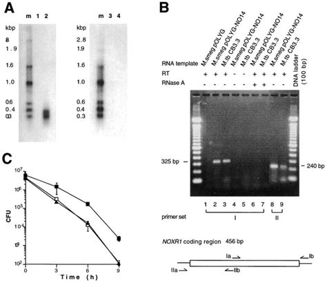expression of recombinant noxr1 in m smegmatis and native noxr1 in m