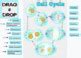 Cell Cycle Digital Drag Drop Activity By The Digital Depot TPT