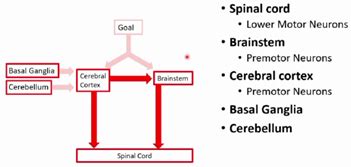 Lecture Voluntary Motor Control And Descending Pathways Flashcards