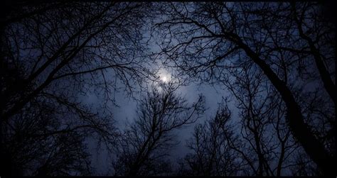 26 01 2018 Moonlight Trees Moonlight Tree Celestial