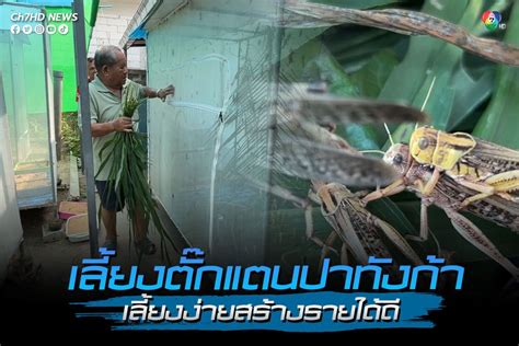 ข่าวเลี้ยงตั๊กแตนปาทังก้า เลี้ยงง่ายสร้างรายได้ดี