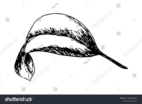 Vector Doodle Leaf Shading Hand Drawing Stock Vector Royalty Free