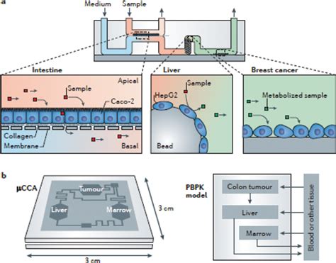 Cells And Organs On ChipA Revolutionary Platform For Biomedicine IntechOpen