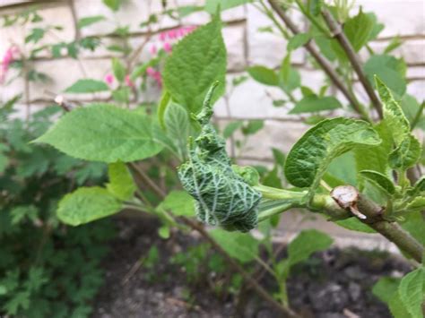 Insect Damage On Annabelle Hydrangea In The Ask A Question Forum