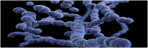 A Comprehensive Review Study On Pneumococcal Pneumonia And Its