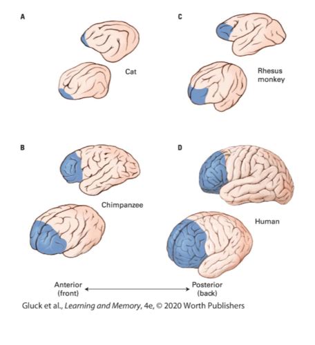 Working Memory In The Brain Prefrontal Cortex Flashcards Quizlet
