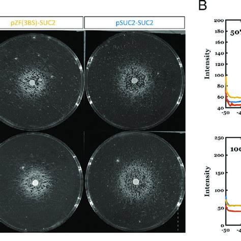 Spot Patterning Assay On Nutrient Limited Sc Sucrose Plates A