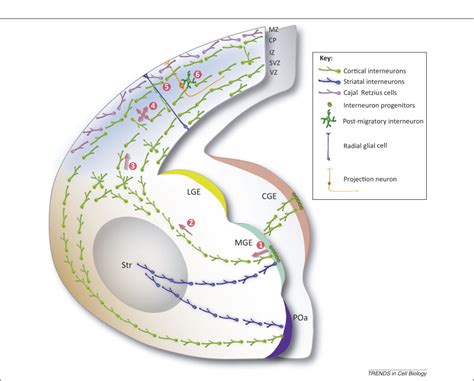 Decision Making During Interneuron Migration In The Developing Cerebral Cortex Trends In Cell