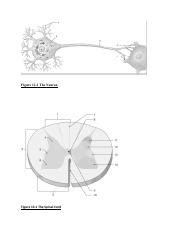 Exploring The Anatomy Of Neurons And The Spinal Cord Course Hero
