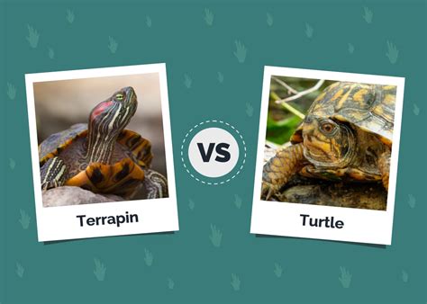 Terrapin Vs Turtle Differences And Comparison With Pictures Hepper