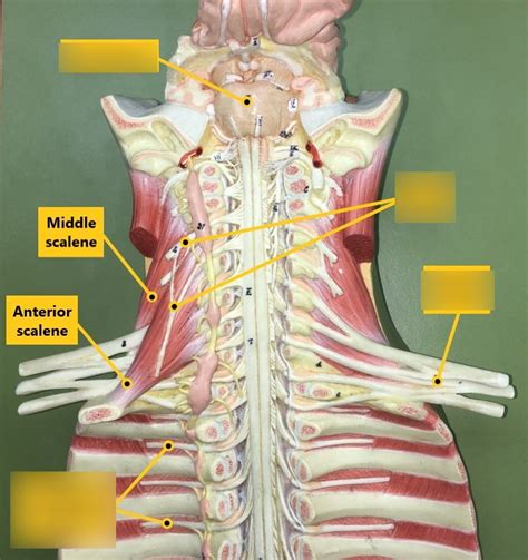 cervical and brachial plexus diagram quizlet