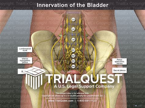 Innervation Of The Bladder Trialquest Inc