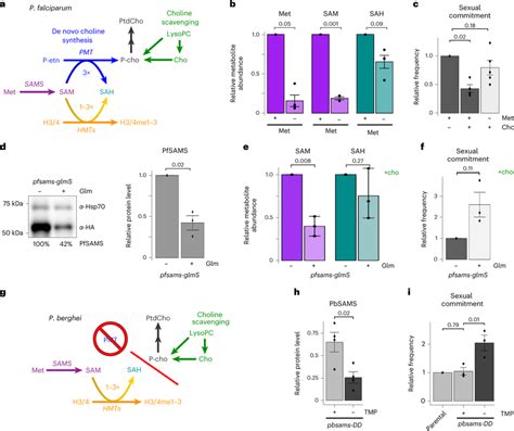 Intracellular SAM Abundance Regulates The Frequency Of Sexual Download Scientific Diagram