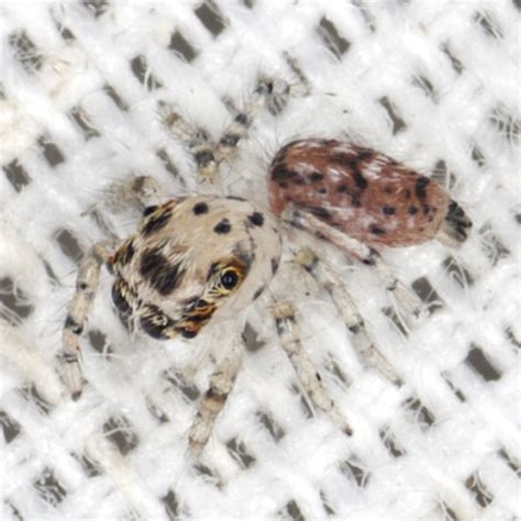 Jumping Spiderling Colonus Bugguide Net