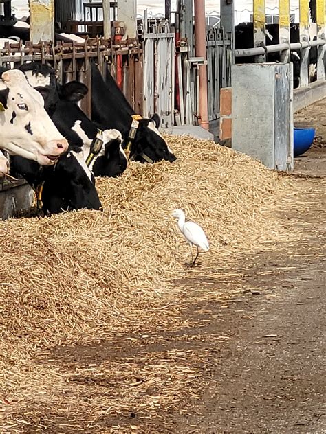 הרפת האם יש יתרונות בריאותיים לריח רפת 1 הגנה מפני אלרגיות ואסתמה