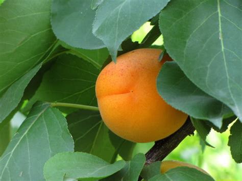 Abricotine Images Browse Stock Photos Vectors And Video Adobe Stock