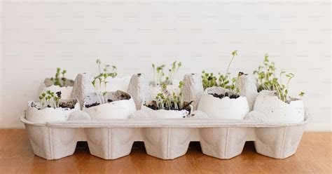 흰색 배경에 판지 상자에 달걀 껍질에 신선한 콩나물 Arugula 바질 물냉이 달걀 껍질에 마이크로 그린을 콩나물 재사용 플라스틱 무료 묘목 집에서 성장하는