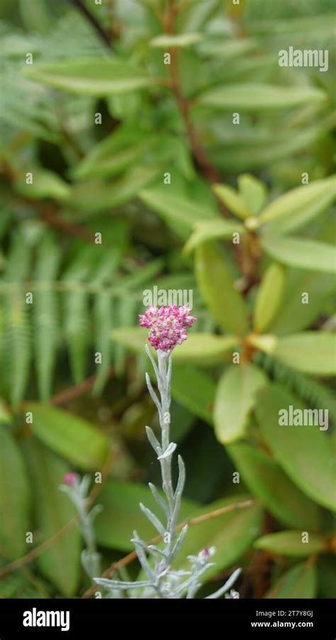 Closeup Of Flowers Of Antennaria Dioica Also Known As Cats Foot Rose