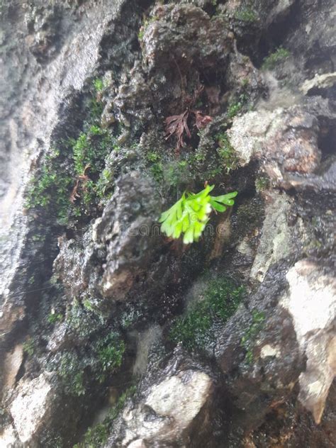 Unique Tree Trunk Texture Stock Image Image Of Sunny 307074767