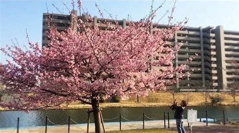 Минус цветения сакуры в Японии Когда цветет сакура в Японии Сакура в феврале Смотреть онлайн