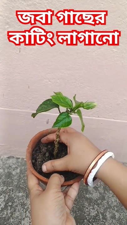জবা গাছের কাটিং লাগানো জবা গাছের কলম পদ্ধতি জবা গাছের ডাল থেকে চারা তৈরি Hibiscus From