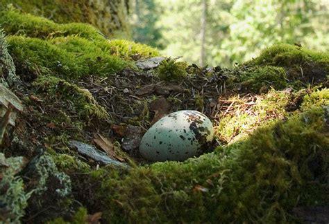 Black Hills Audubon Society Marbled Murrelets On The Brink