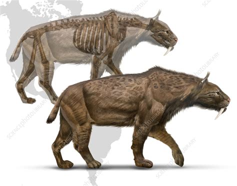Smilodon Saber Toothed Cat Anatomy Illustration Stock Image C059