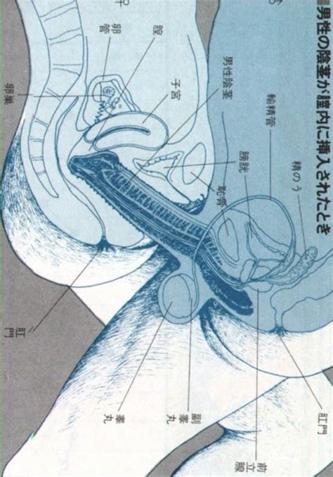 Gay Sex Intercourse X Ray Diagram Cumception