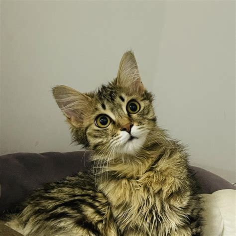 Миний аймхай охин чинь гэрт танихгүй хүн ирэхээр гялс балкон руугаа гарч нуугдаад гүйдэг зам