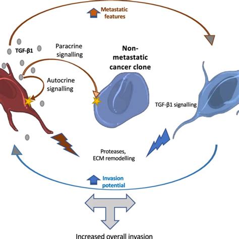 proposed model for a tgfβ1 mediated synergistic cooperative interaction