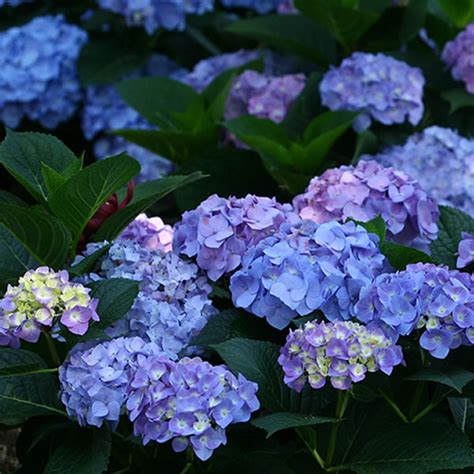 Overdevest Nurseries Lp Hydrangea Mac Lets Dance® Blue Jangles®