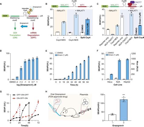 A Trigger Inducible Split Csy4 Architecture For Programmable Rna Modulation Pmc A Trigger Inducible Split Csy4 Architecture For Programmable Rna Modulation Pmc
