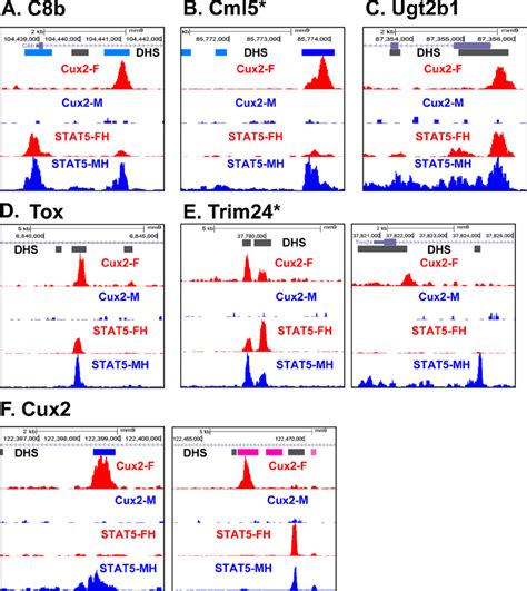 Sex Biased Binding Of Cux2 At Sex Specific Genes Shown Are Ucsc Genome