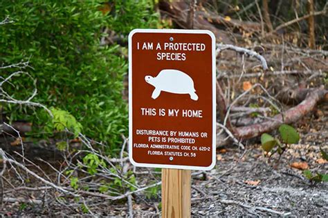 What Is A Gopher Tortoise Facts Habitat And Conservation Explained Premier Gopher Tortoise