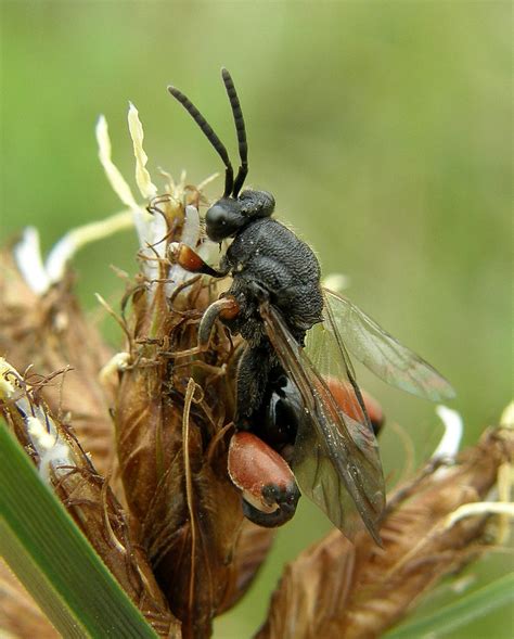 Chalcis Sispes A Scarce Chalcid Wasp Mostly Encountered On Flickr