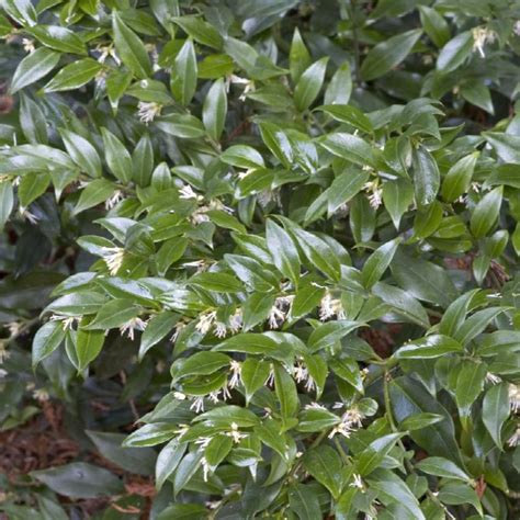 Fragrant Sweet Box Shrub Americas Gardens Nursery