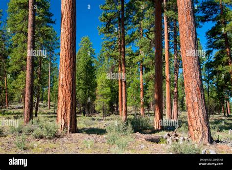 Ponderosa Pine Pinus Ponderosa Ochoco National Forest Oregon Stock