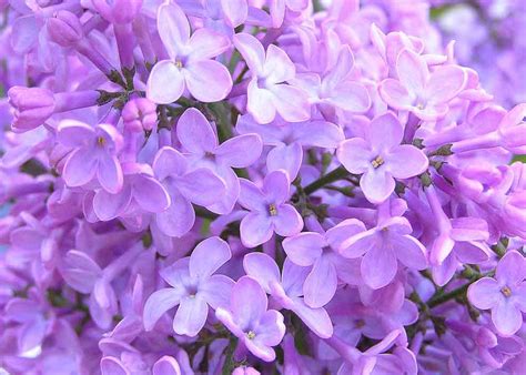 Imágenes De Flores Y Plantas Lilas Imágenes De Flores Y Plantas Lilas