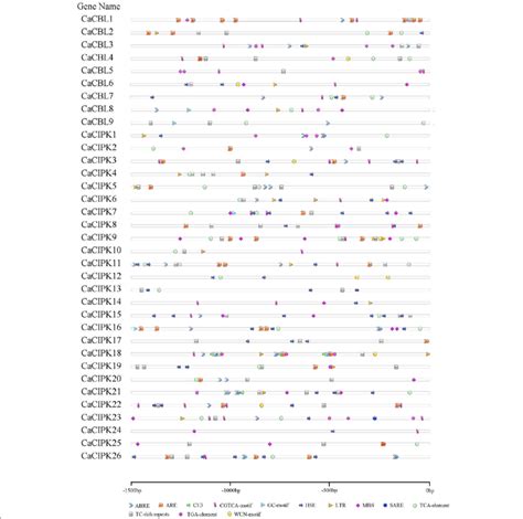 Predicted Cis Acting Regulatory Elements In The Promoter Regions Of Cbl