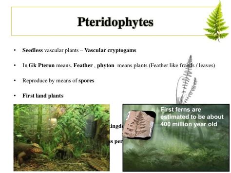Pteridophytes